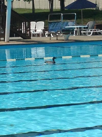 Mallard takes lap at Stonegate Swim Club pool