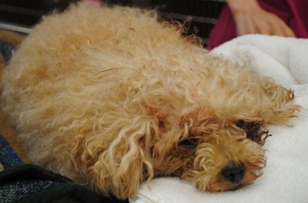 Owners sought after Christiansburg police rescue severely injured toy ...