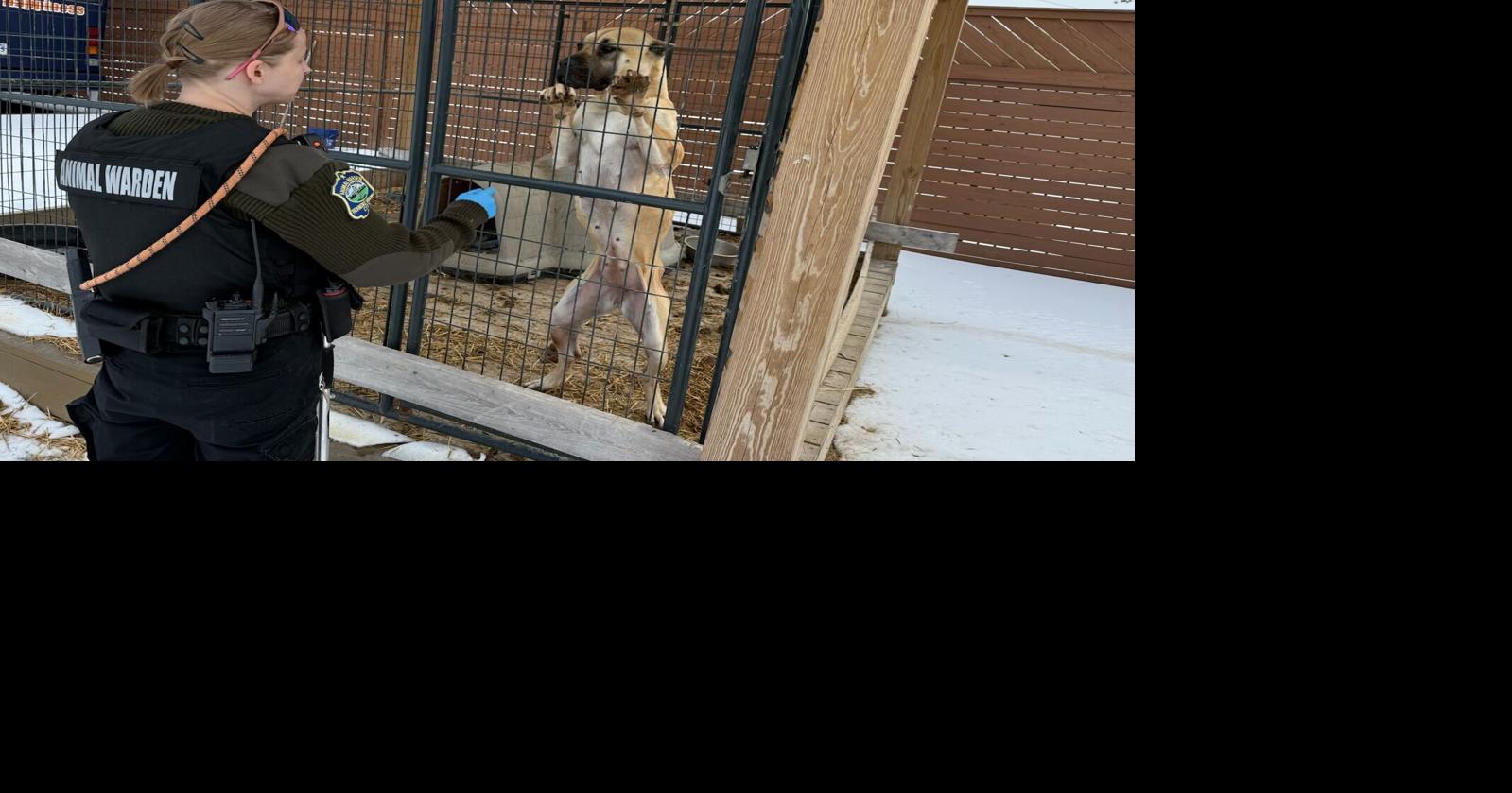 18 dogs seized in northeast Roanoke animal neglect case