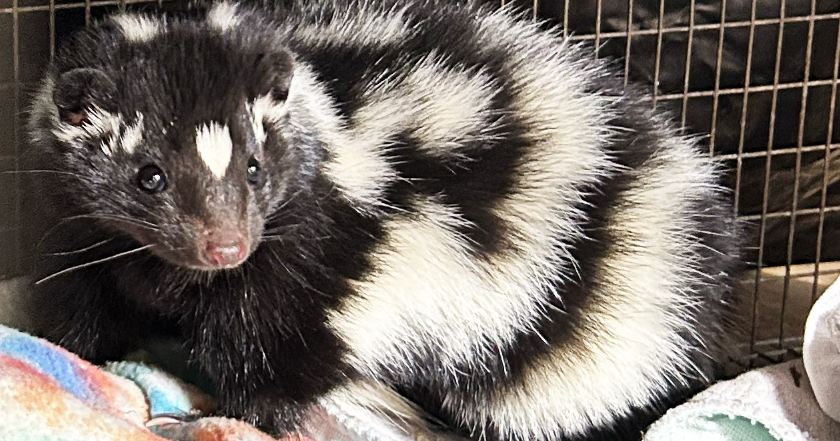 Rare Eastern spotted skunk brought to Southwest Virginia Wildlife Center