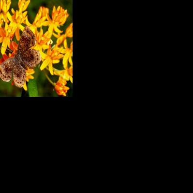 Photos: Northern metalmark butterfly in Wildwood Park