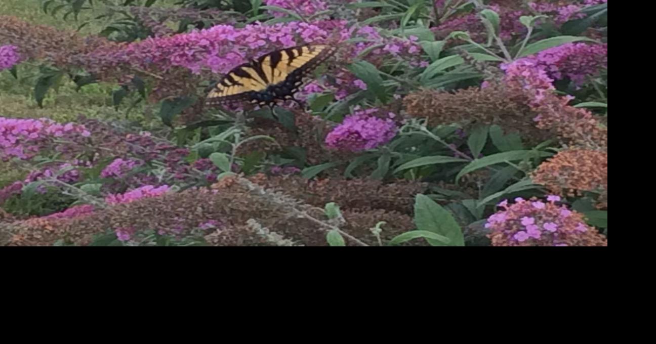 Photo: Virginia's state insect in Daleville