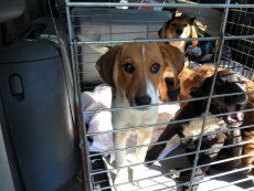 Floyd Co. shelter overflows with dogs after big handover; some could be ...