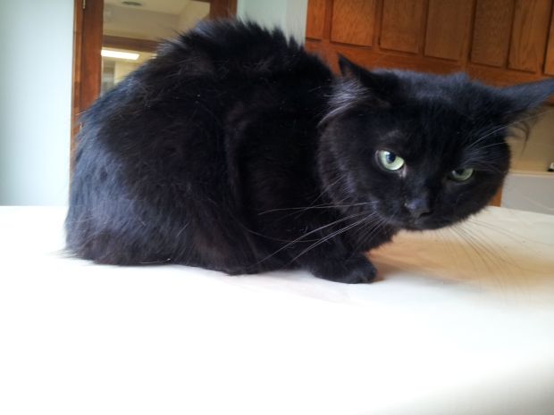 4 cats are refugees from meth bust