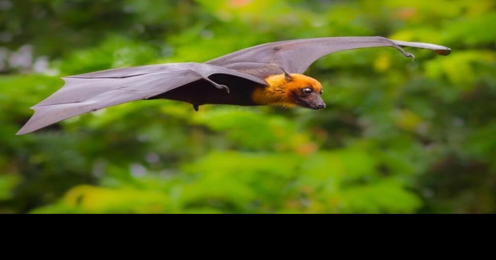 Bats, sharks, pumas: What you need to know about 10 misunderstood animals