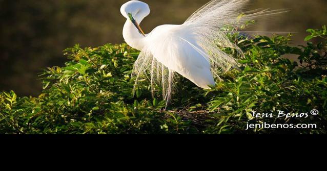 Glencoe Museum to host reception for artist Jeni Benos