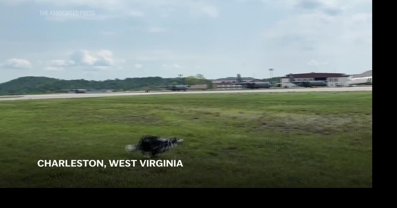 Meet Hercules and Ned, the border collies fending off wildlife at a ...