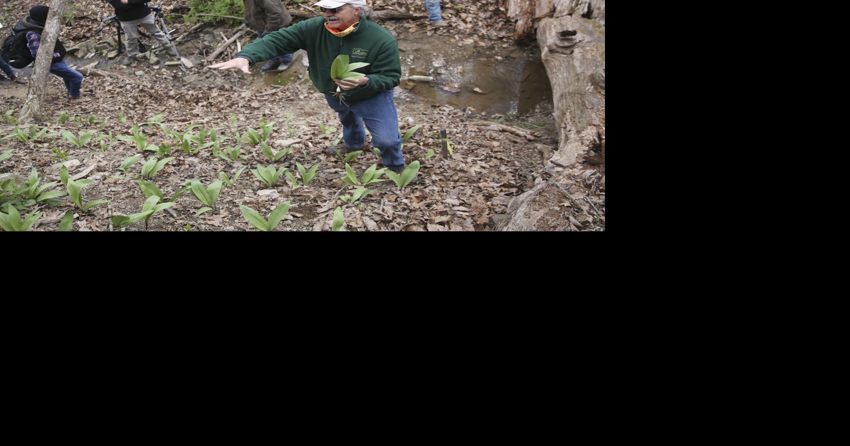 Photos: Sustainable Forest Farming of Ramps