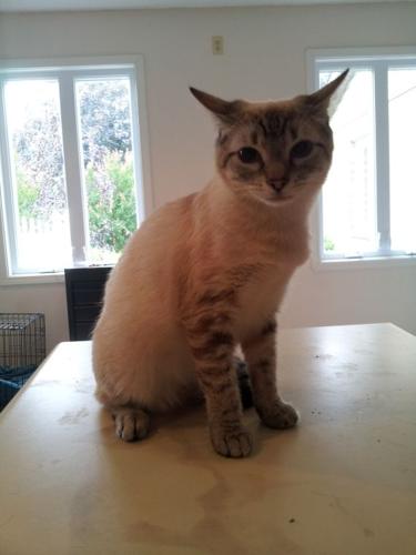 4 cats are refugees from meth bust