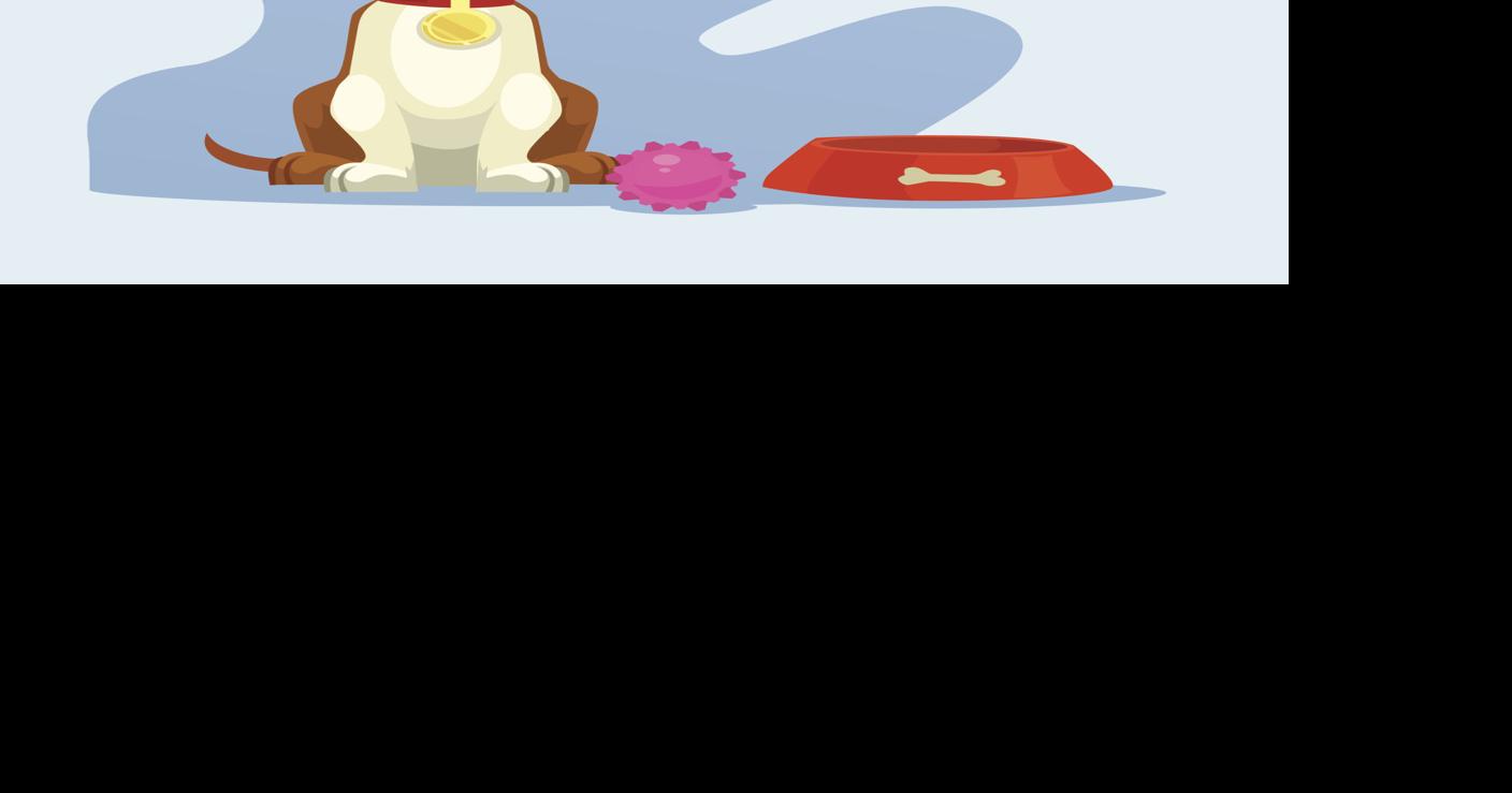 Teacher's Pet: How to teach the Leave It command