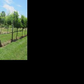 Vino and a view at Ramulose Ridge Vineyards