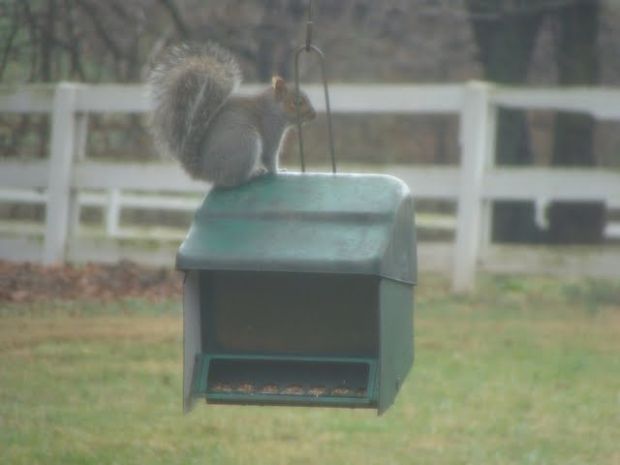 Photos: Chipper the squirrel tries again
