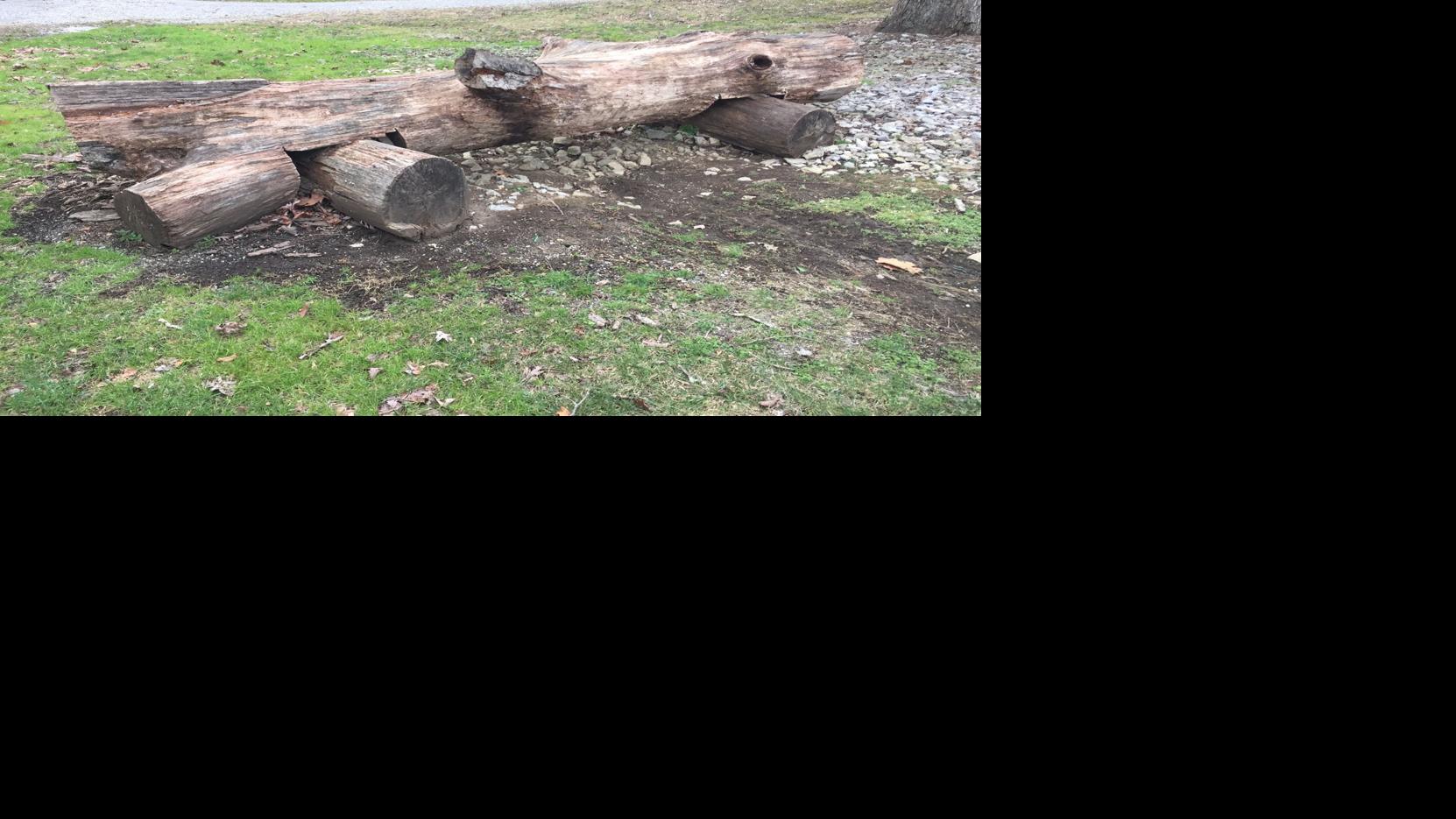 Gibson: The day the tree fell in the Tech forest | Commentary | roanoke.com