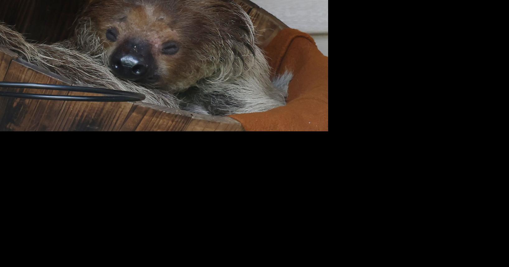 Mill Mountain Zoo debuts new sloth and wallabies