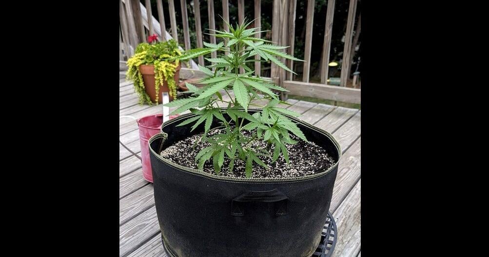 Strain Cereal Infinity is produced by Appalachian Ruderals