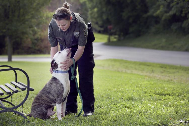 Fireworks plus scared dogs equals busy days at animal shelters