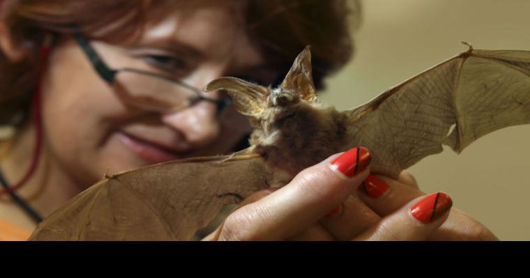 A crash course on critters