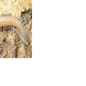 Rare millipede in Montgomery County proposed for federal protection