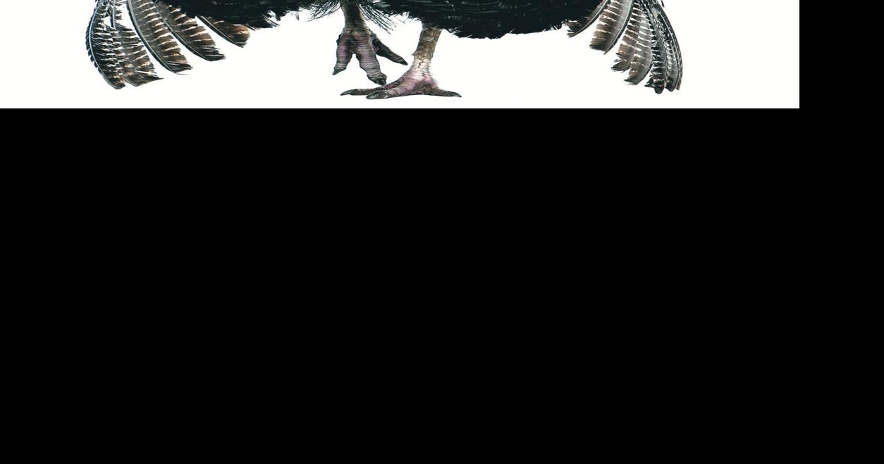 With apologies to Arthur Carlson, wild turkeys can fly