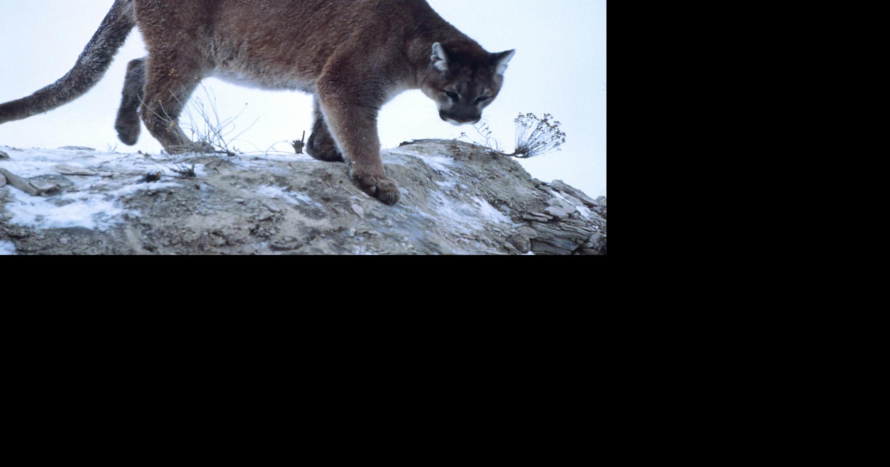 Cutler: Are there mountain lions in Virginia?