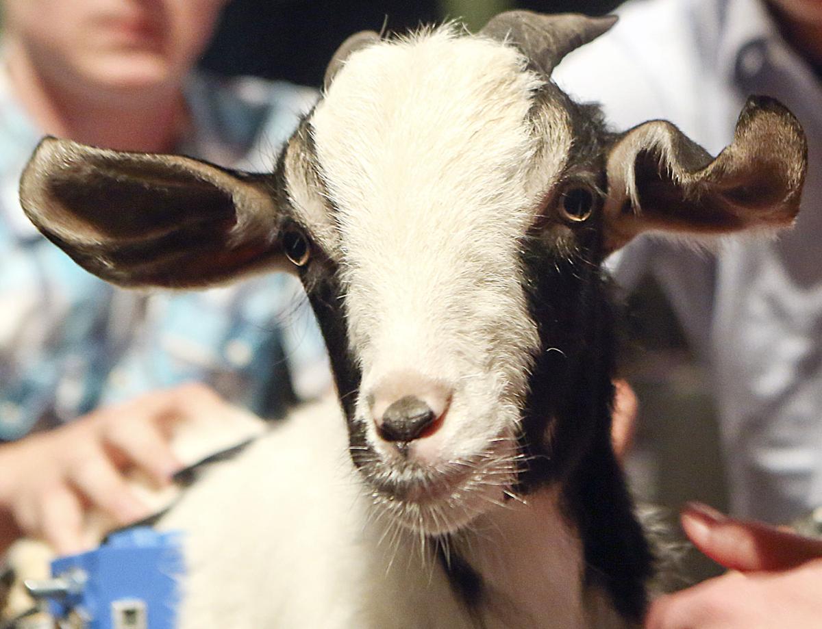 Lily the two legged goat given new form of mobility