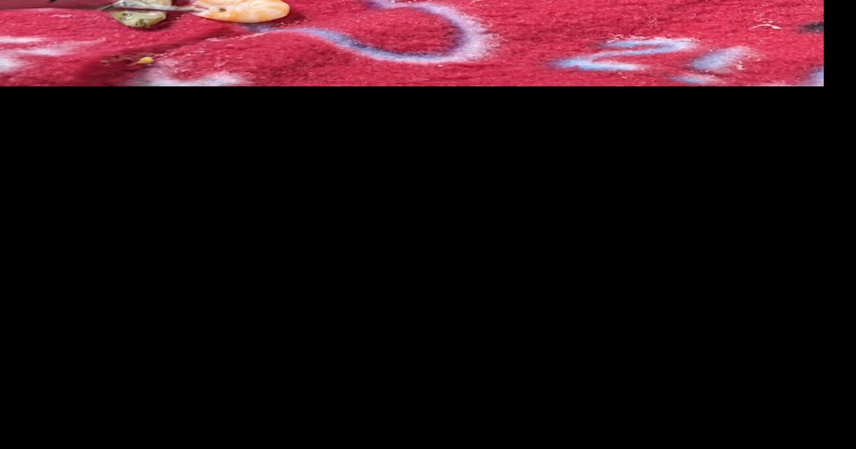 American mink being cared for at Southwest Virginia Wildlife Center