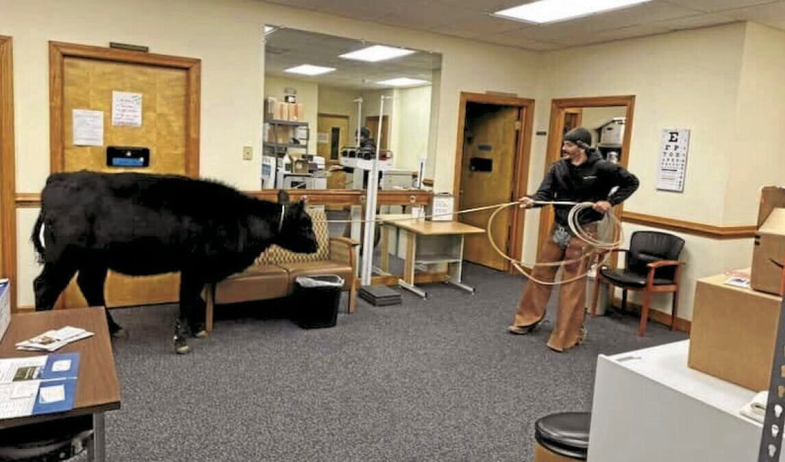 No bull: cowboys lasso escaped bovine in Orange County doctor's office
