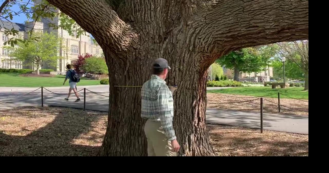 Virginia Tech's big Alwood Oak Tree