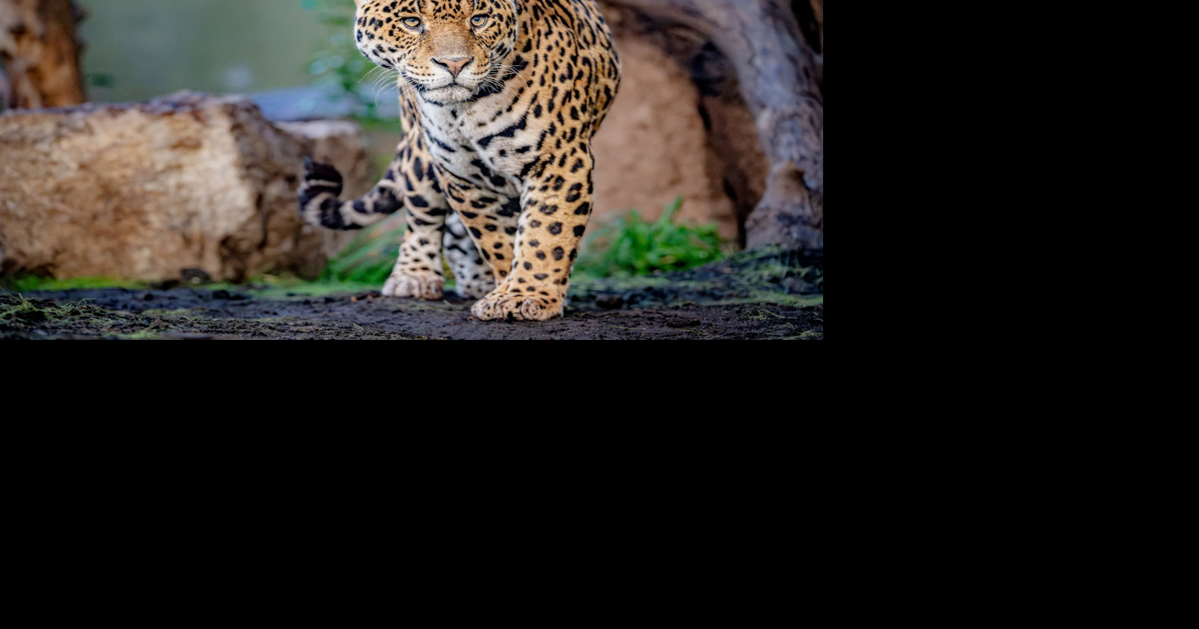Aging jaguar mother and son now share ‘retirement home’ | National ...