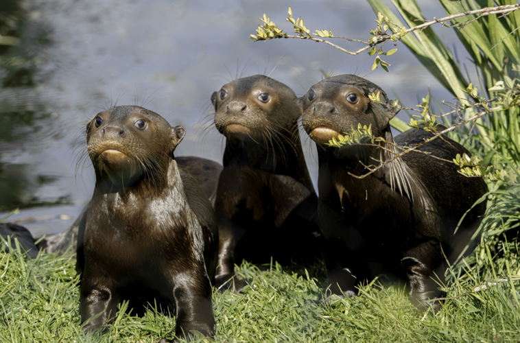 Baby otter triplets go swimming for first time | National | rochsent.com