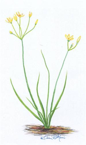 ORRIN MORRIS: Revel in the diversity of flowers and neighbors | Faith ...