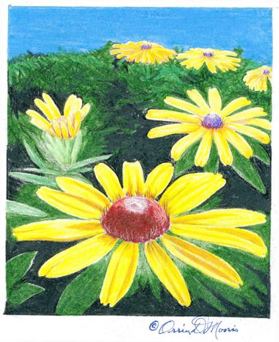 ORRIN MORRIS: Black-eyed Susan a symbol of God’s lasting beauty | Faith ...