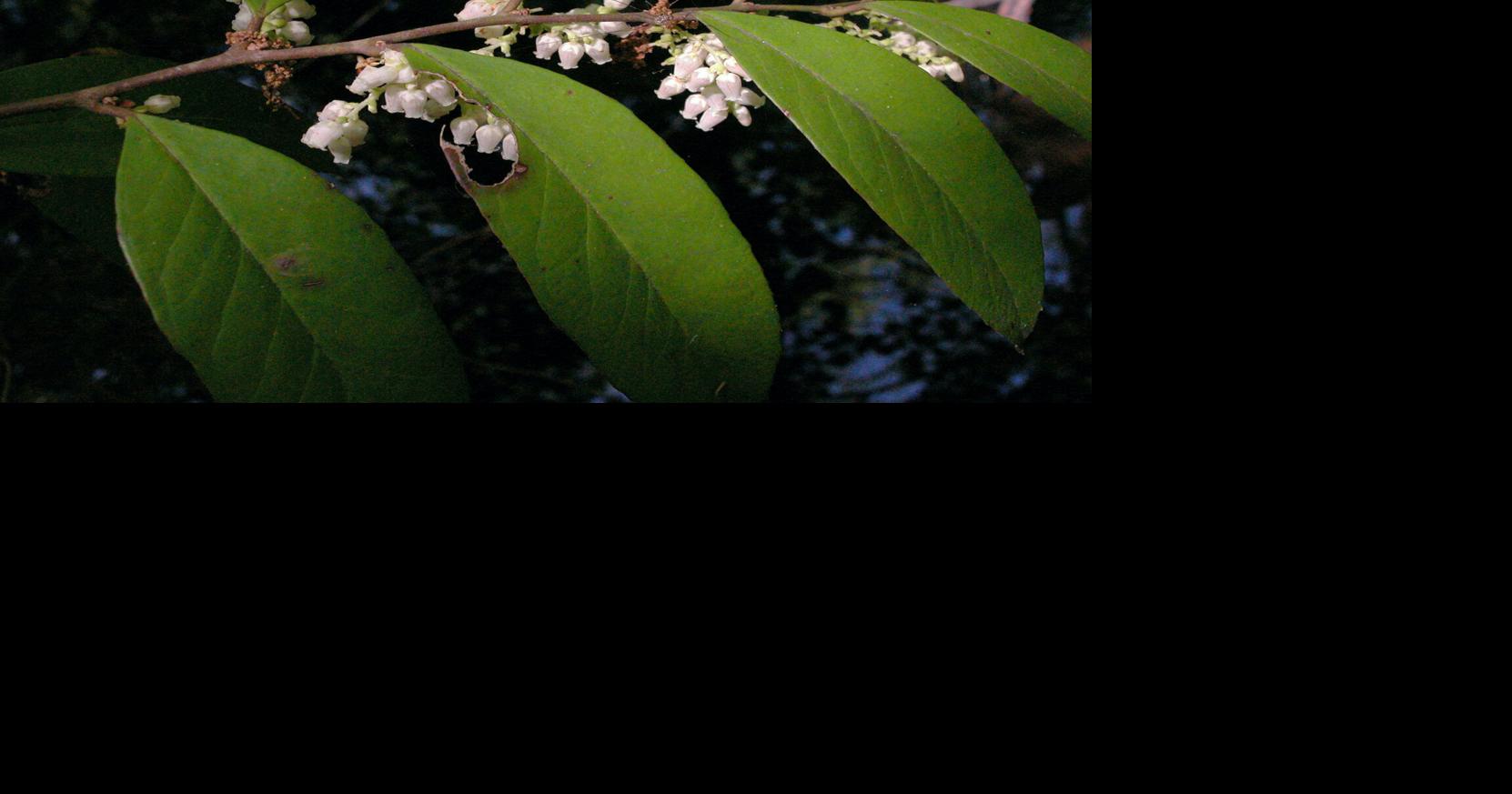 Mystery Plant: 'Swamp doghobble,' Leucothoe axillaris | News ...