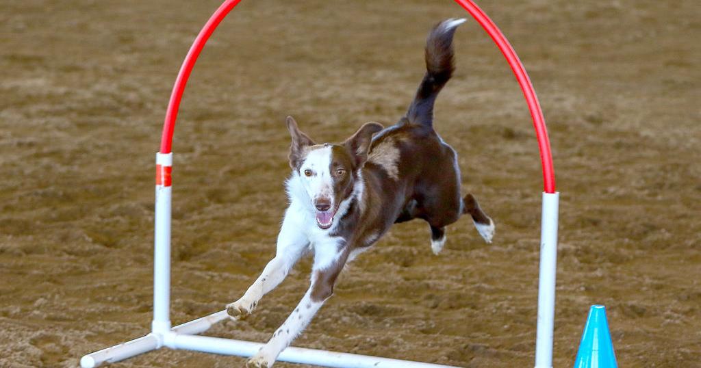 Dogs display dexterity with agility races | Local News ...