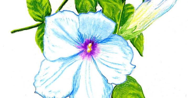 ORRIN MORRIS: Wildflowers trumpet the glory of God’s love | Faith ...