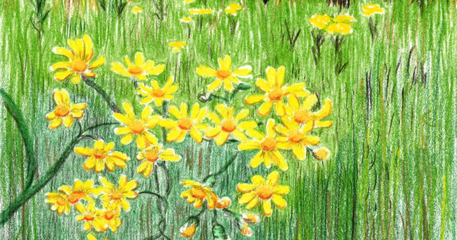 ORRIN MORRIS: Southern ragwort is also known as 'sneeze weed' | Faith ...