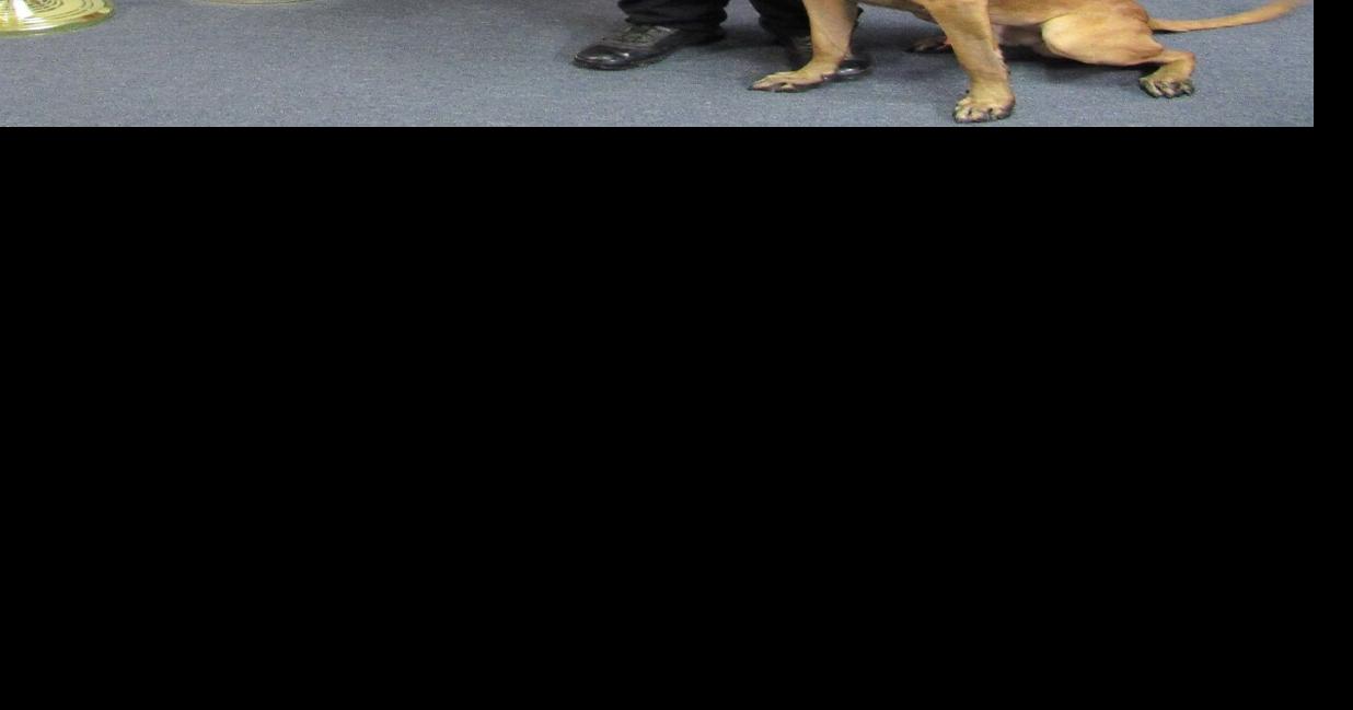 Conyers Police Department’s K9 Wick to get donation of body armor ...