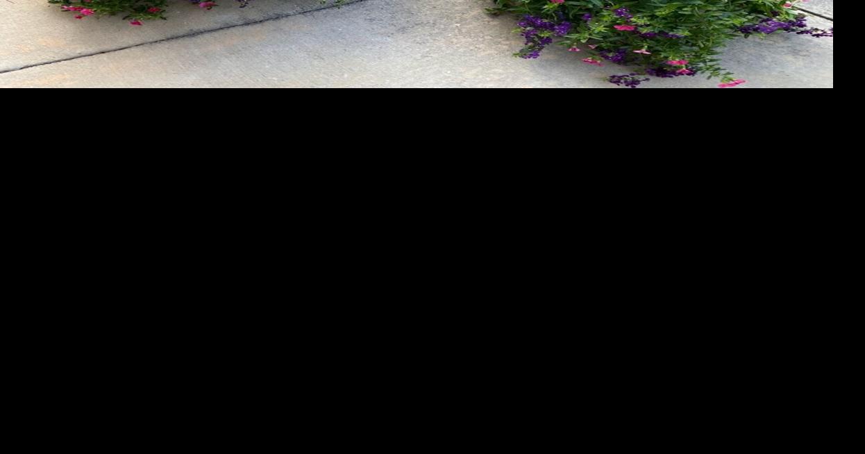 Nancy Guinn Memorial Library opens Rosalynn Carter Butterfly Garden ...