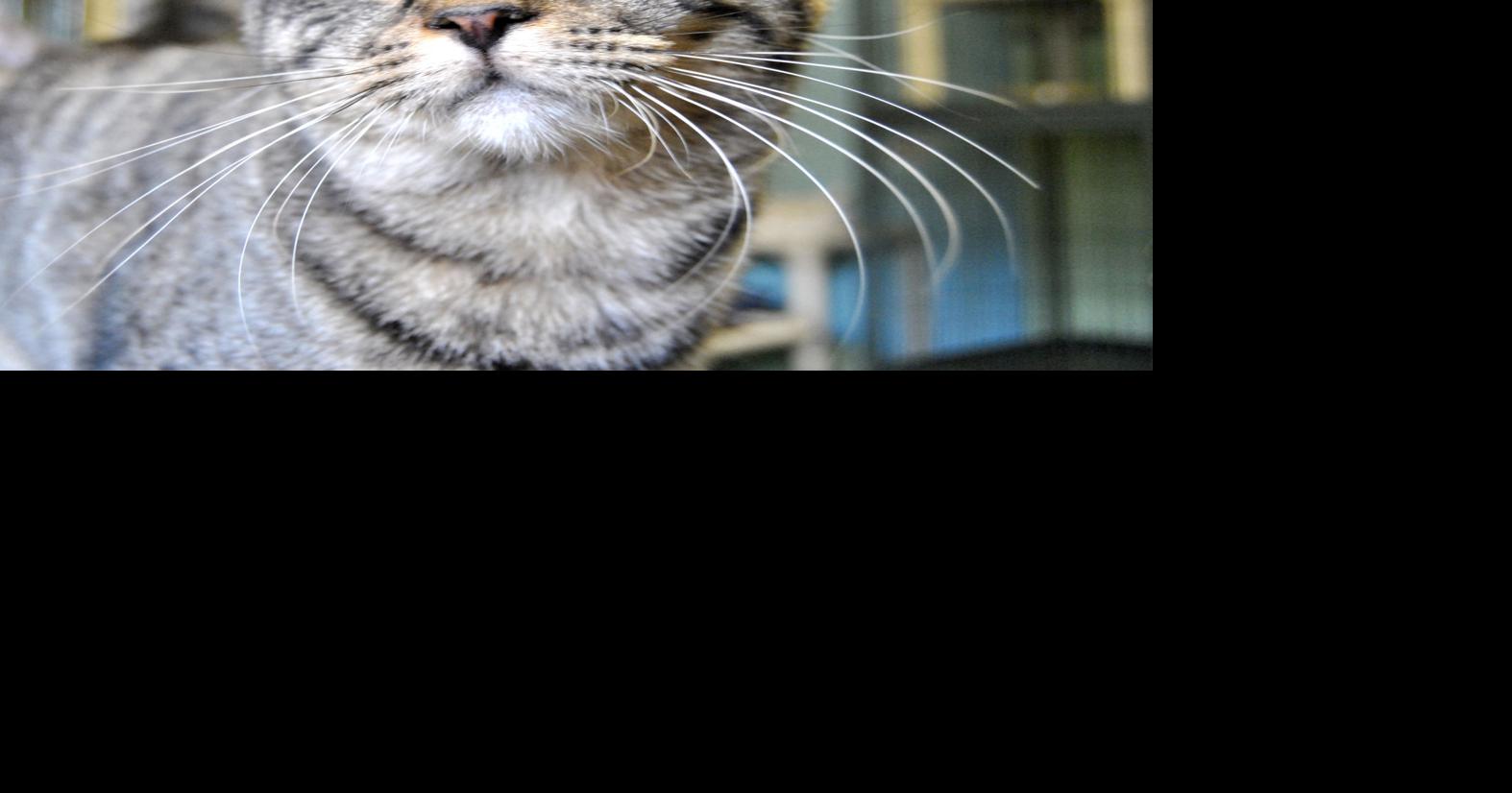 Newton Animal Services open by appointment only | News ...