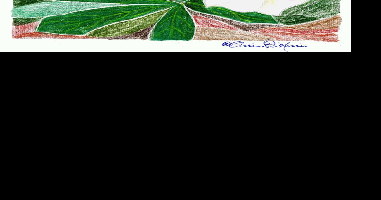 ORRIN MORRIS: Christmas rose a reminder of God’s greatest gift | Faith ...