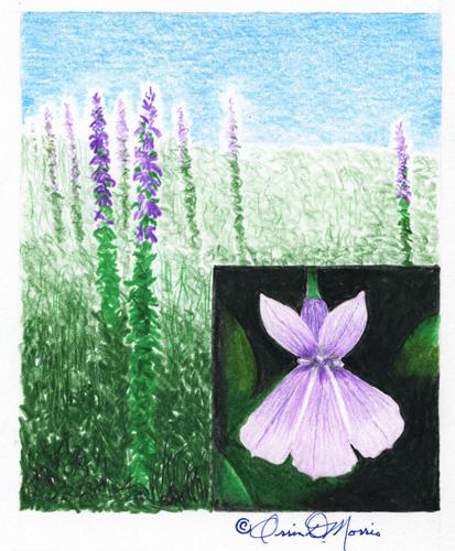 ORRIN MORRIS: Lobelia reflects the beauty of God’s love | Faith ...