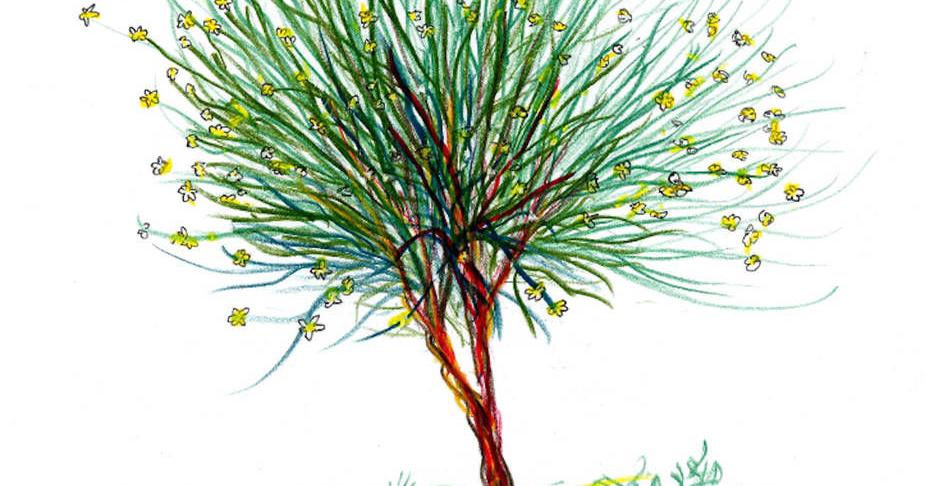 ORRIN MORRIS: Orange-grass triggers happy memories | Faith ...