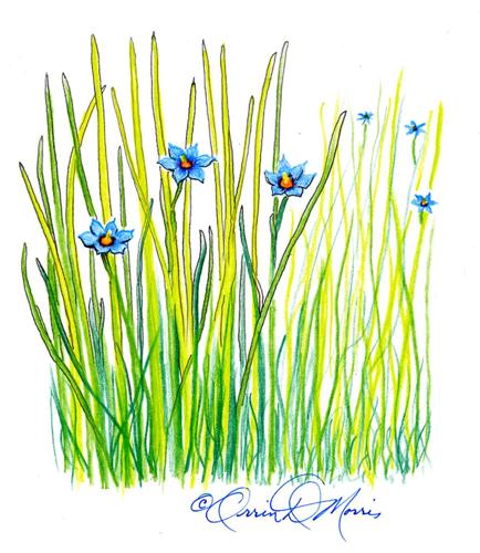 ORRIN MORRIS: Find blue-eyed grass at Panola Mountain State Park ...