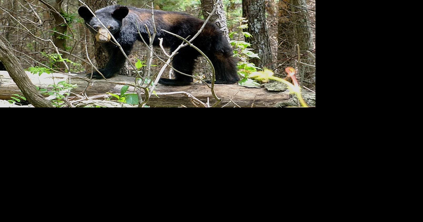 Be 'Bear Wise' in the great outdoors | | rockdalenewtoncitizen.com