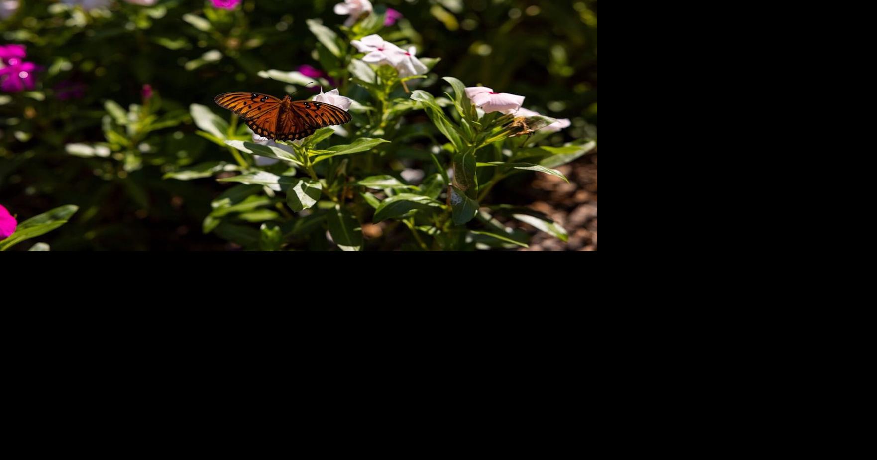 Mapping the economic value of pollinators | | rockdalenewtoncitizen.com