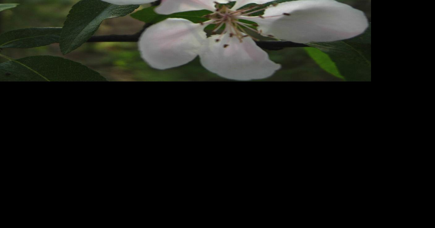 Mystery Plant: Southern crabapple, Malus angustifolia | News ...