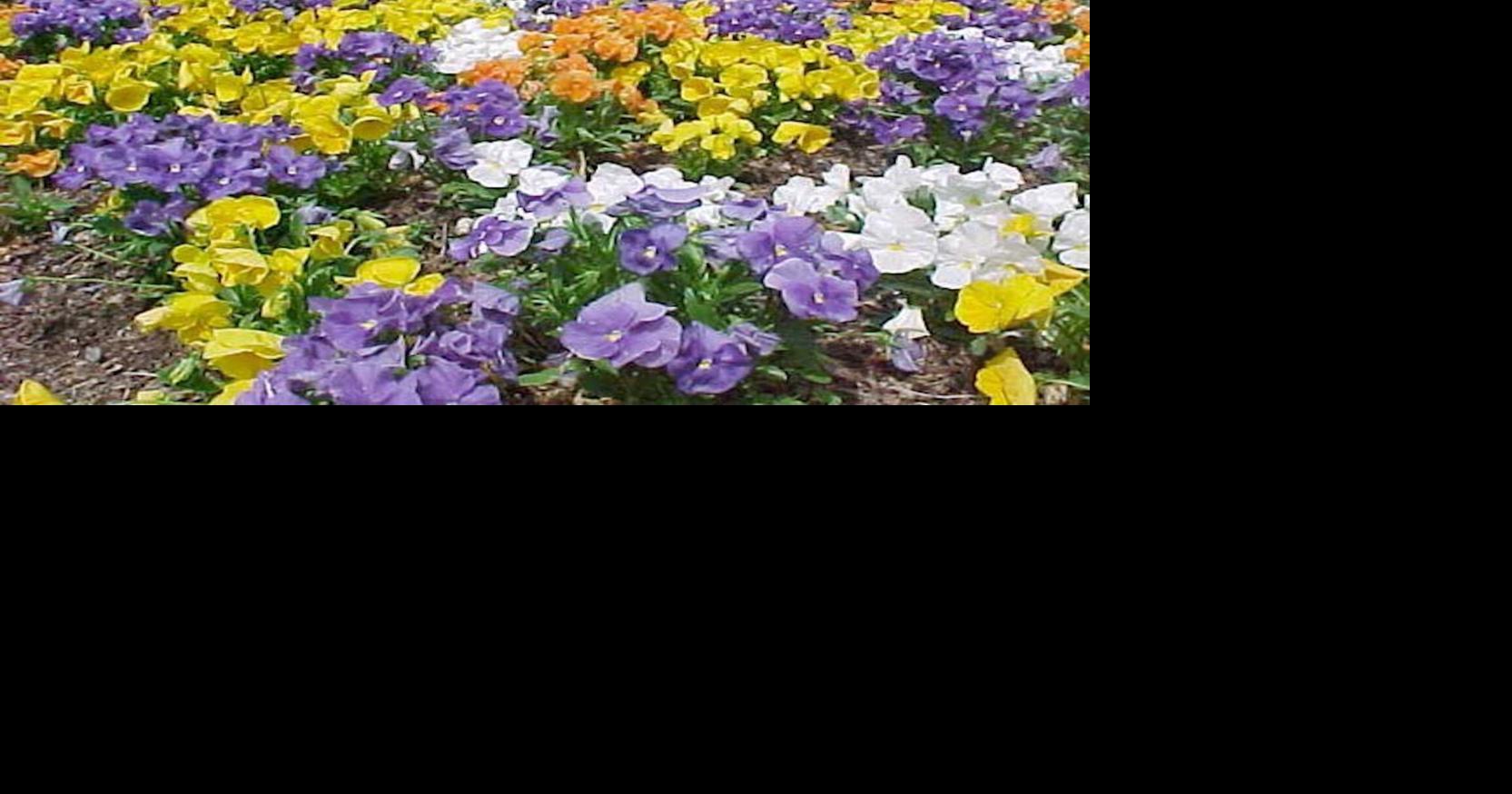 INDOOR/OUTDOOR: Pansies are colorful additions to the home landscape ...