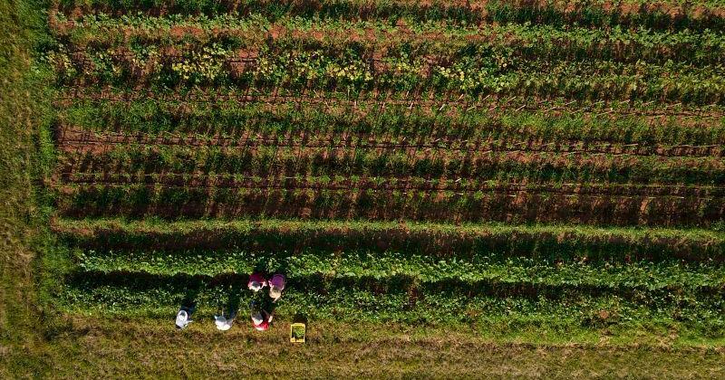 UGArden feeds the poor around Athens | Features | rockdalenewtoncitizen.com