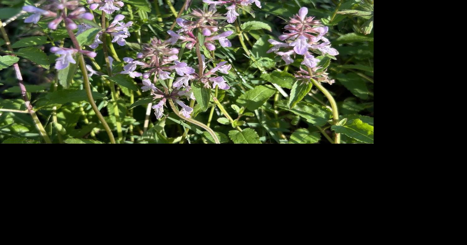 Mystery Plant: Florida Betony, Rattlesnake weed, Stachys floridana ...