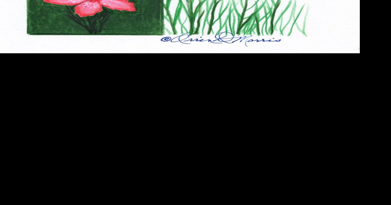 ORRIN MORRIS: Wildflowers remind us of our own diversity | Faith ...